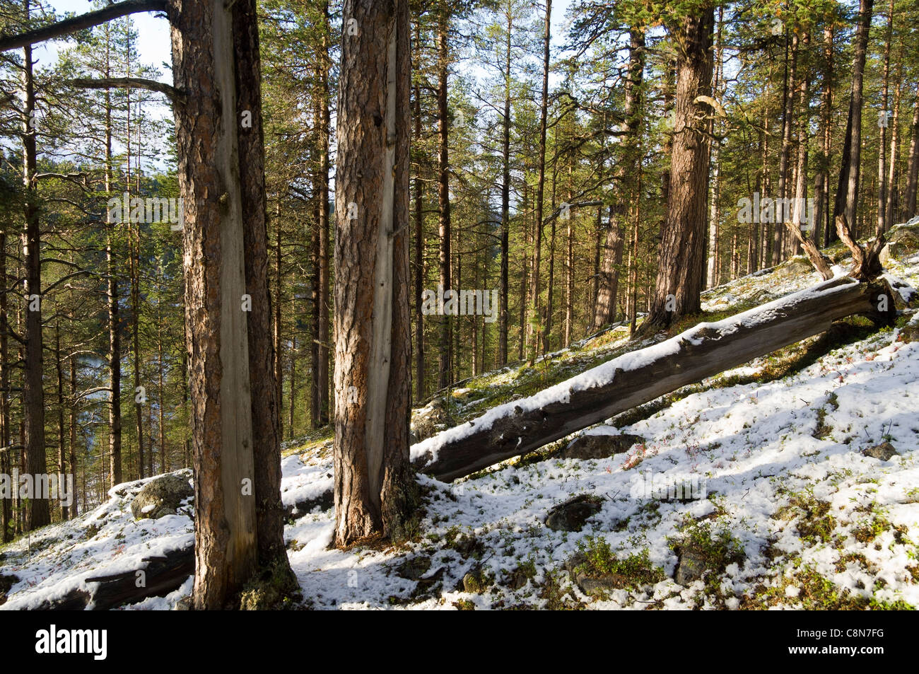 Forest fire scar hi-res stock photography and images - Alamy