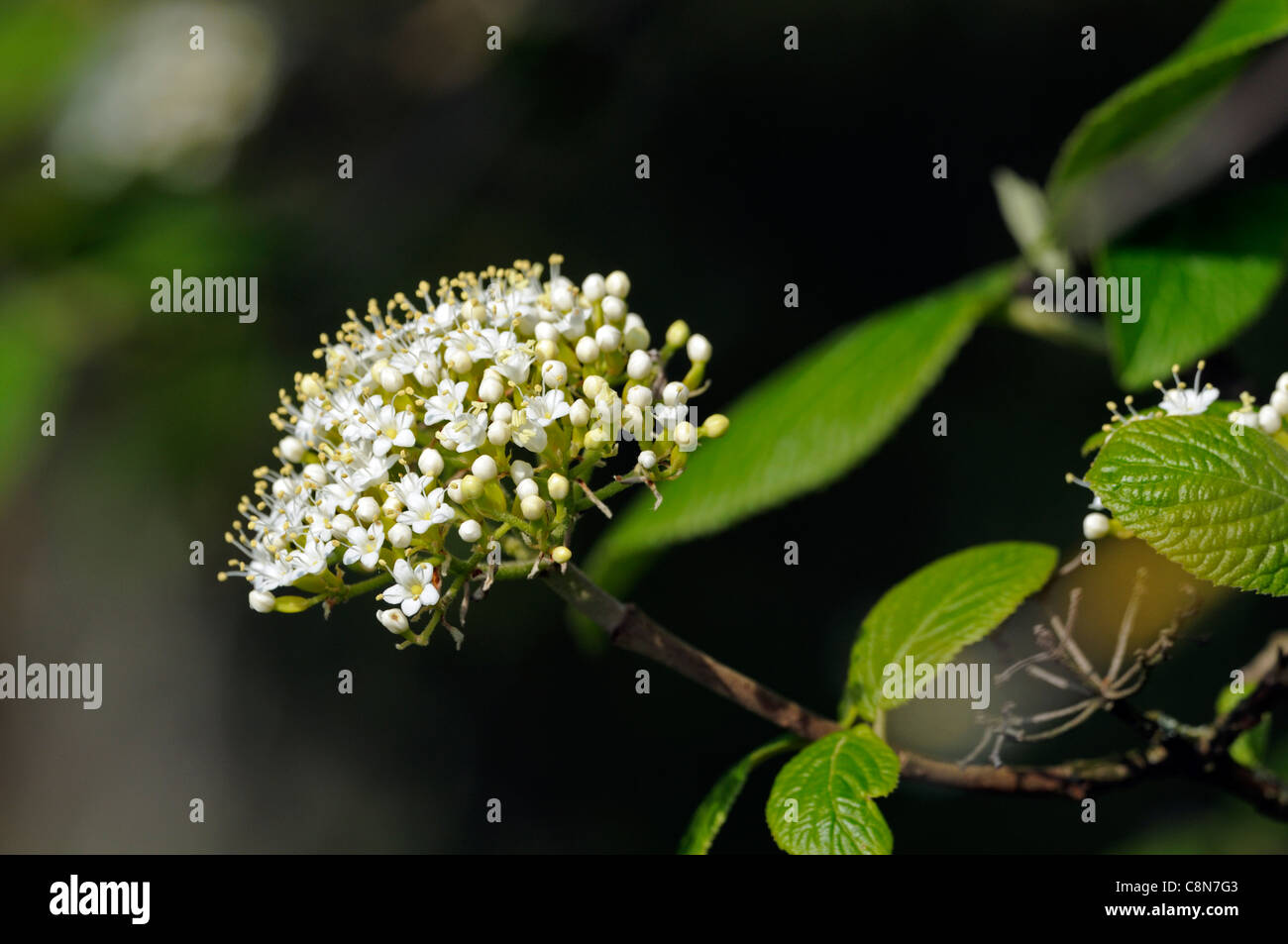 Corymb inflorescence hi-res stock photography and images - Alamy
