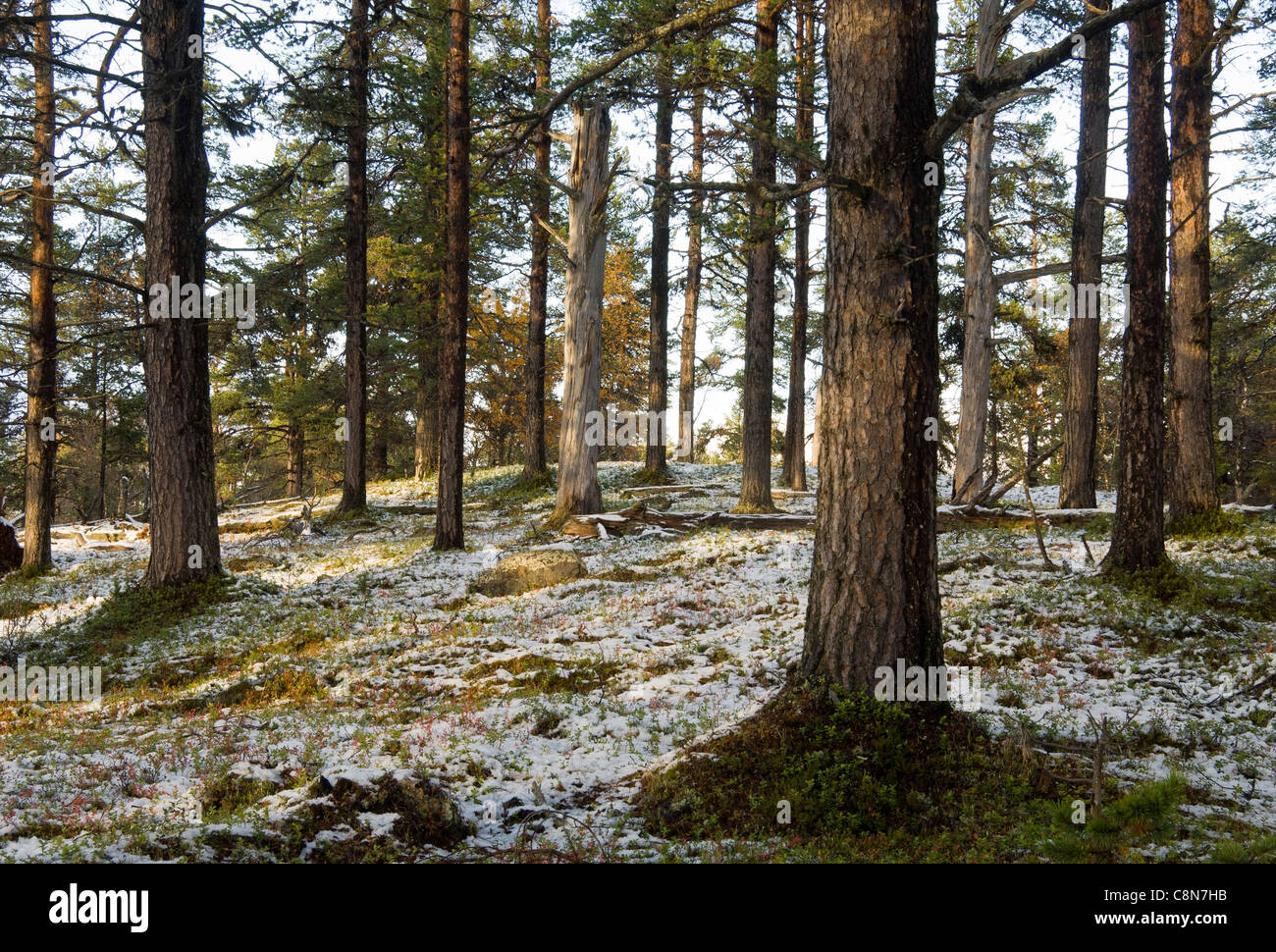 Old wilderness forest Stock Photo - Alamy