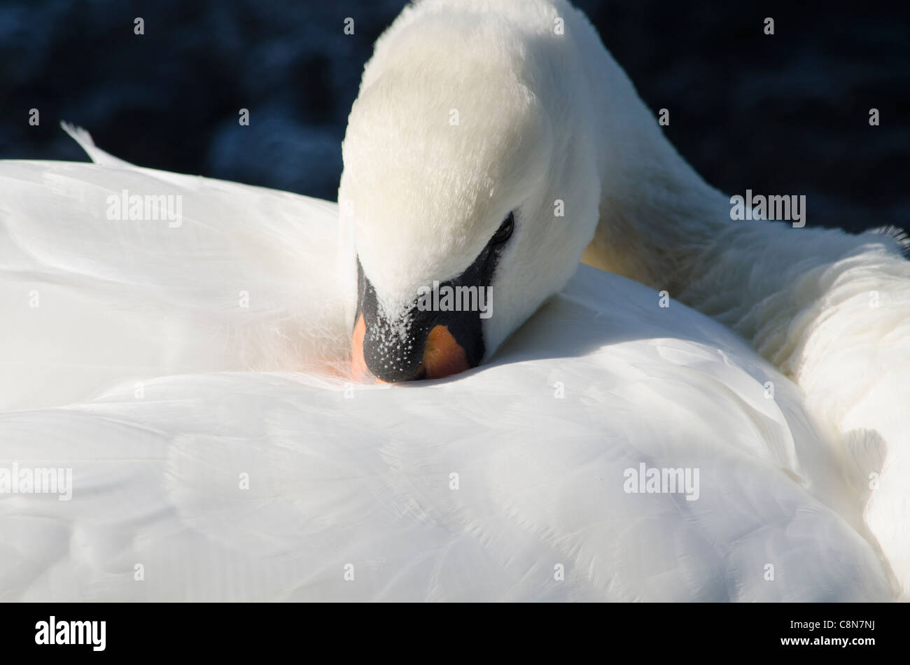 Sleeping with rivers hi-res stock photography and images - Alamy