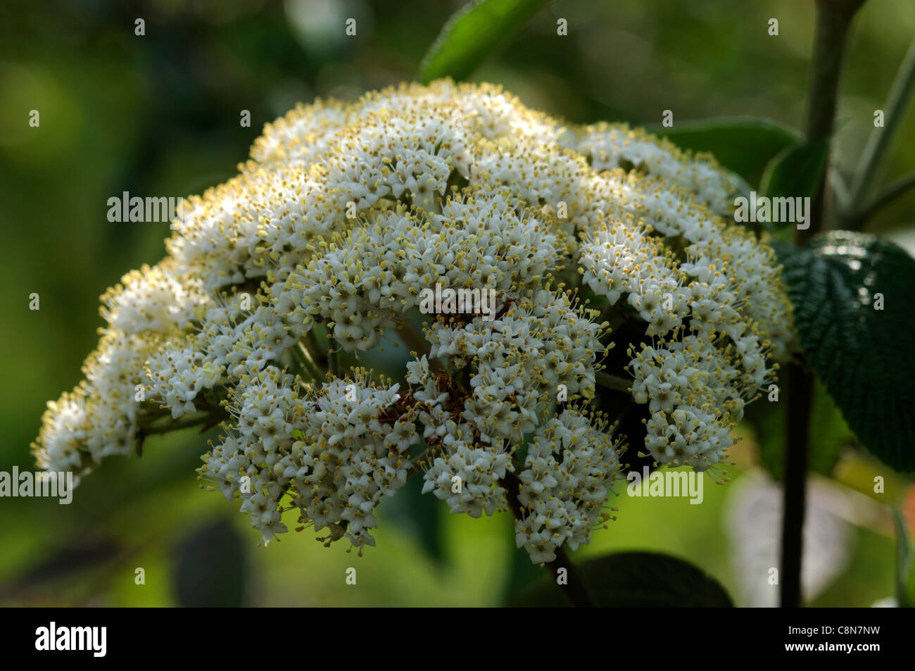 Viburnum X rhytidophylloides Allegheny Viburnum creamy white flowers ...