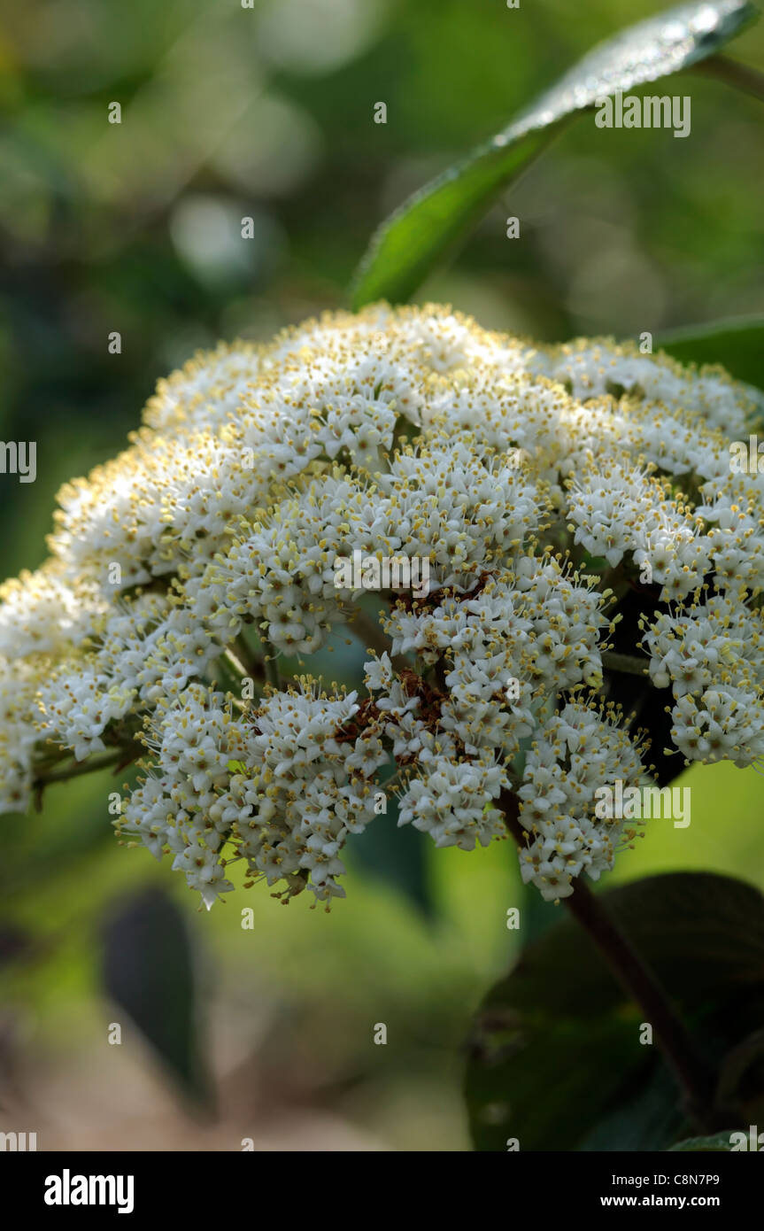 Viburnum X rhytidophylloides Allegheny Viburnum creamy white flowers ...