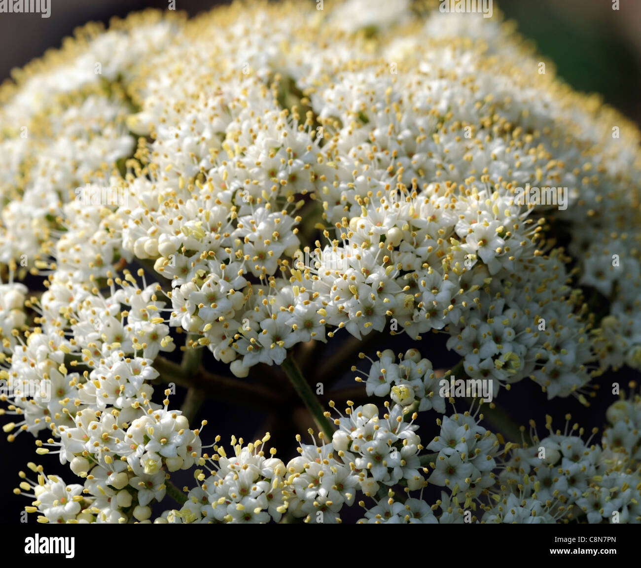 Viburnum X rhytidophylloides Allegheny Viburnum creamy white flowers ...