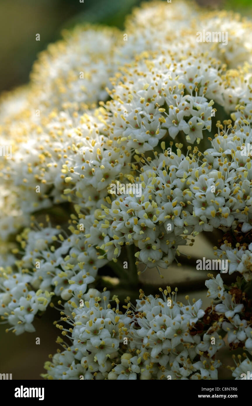 Viburnum X rhytidophylloides Allegheny Viburnum creamy white flowers ...