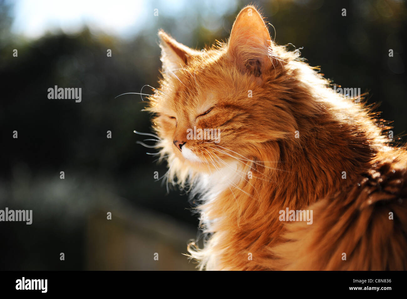 Smiling cat sunbathing Stock Photo - Alamy