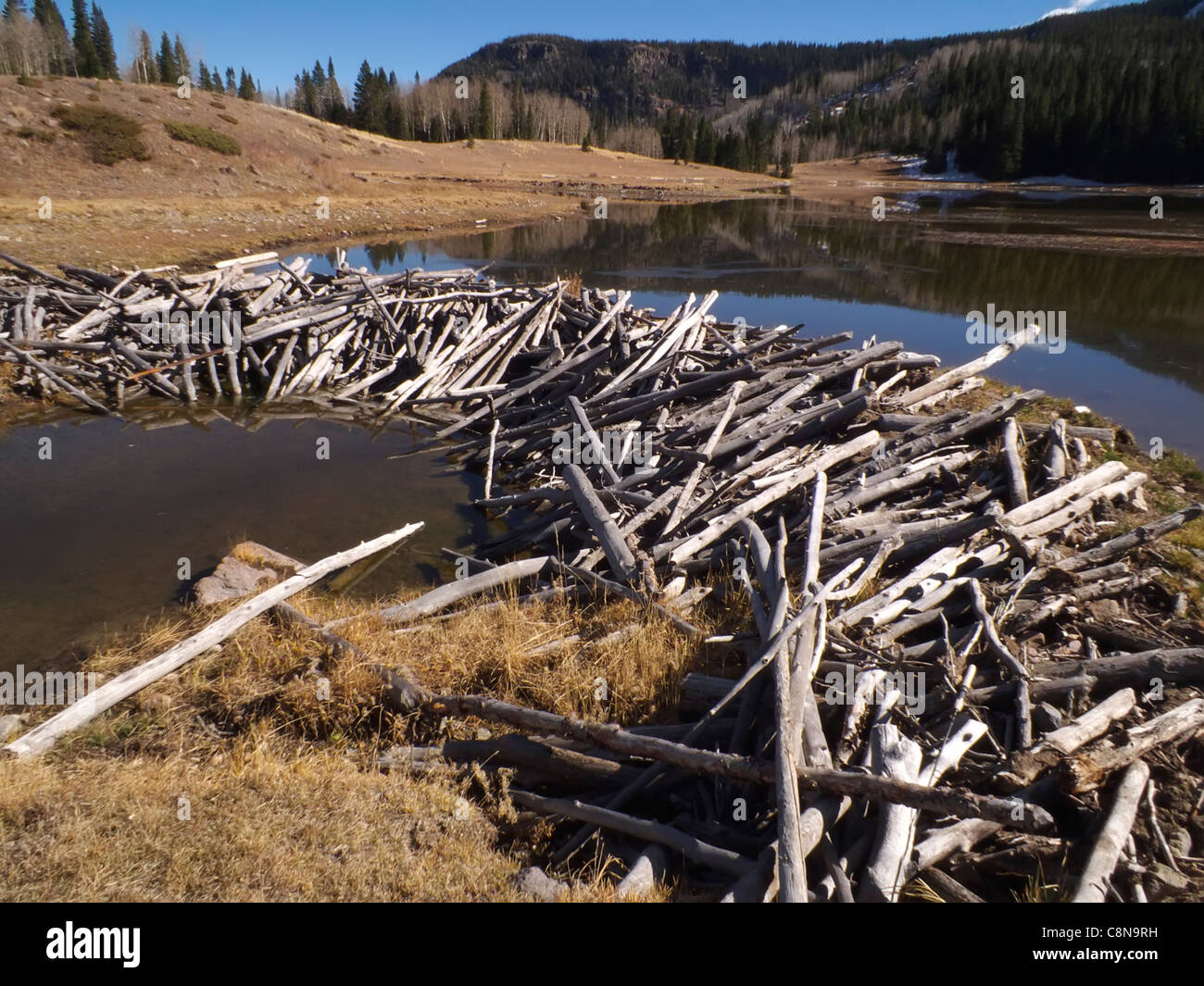 Beaver Dam Duck Lake Duck Lake Trail South San Juan Wilderness Colorado ...