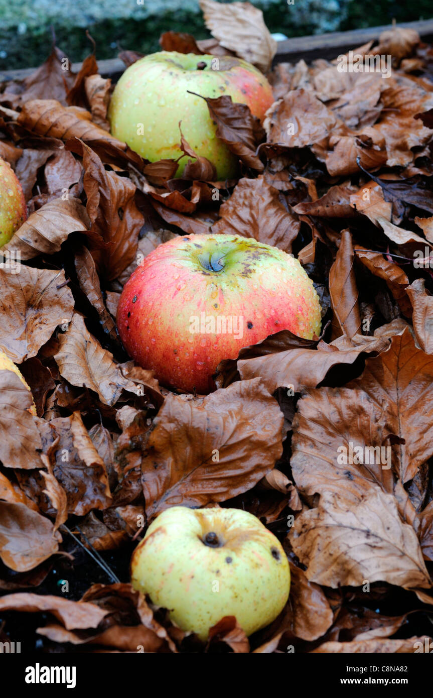 Apples and leaves High Resolution Stock Photography and Images - Alamy