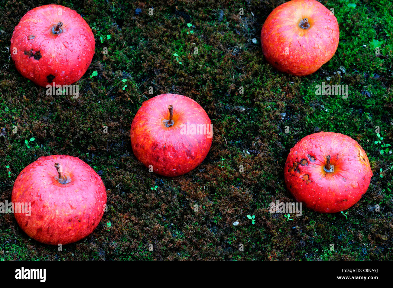 Windfall Apples High Resolution Stock Photography and Images - Alamy
