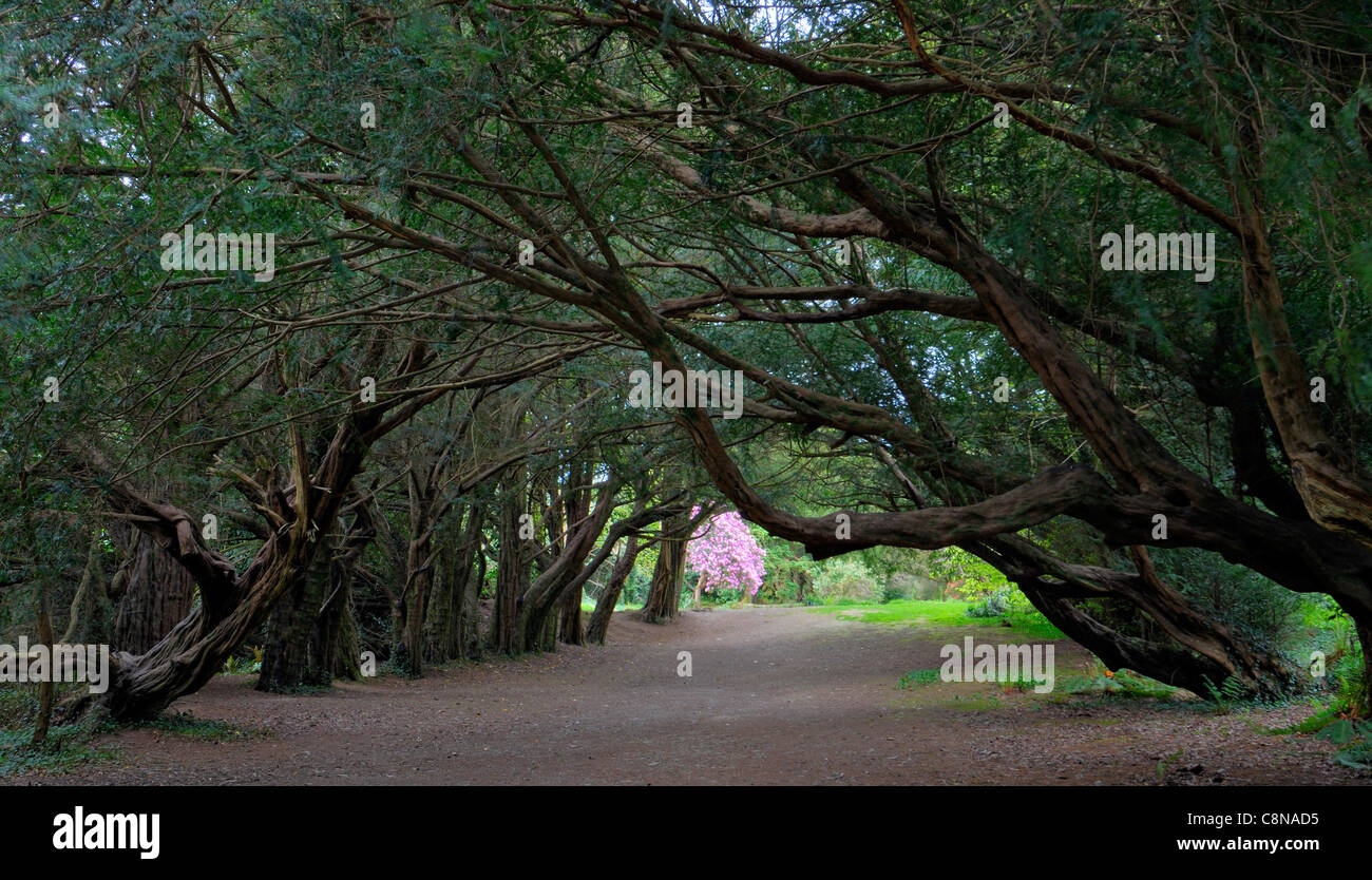 ancient taxus baccata yew tree lined avenue path pathway old evergreen ...