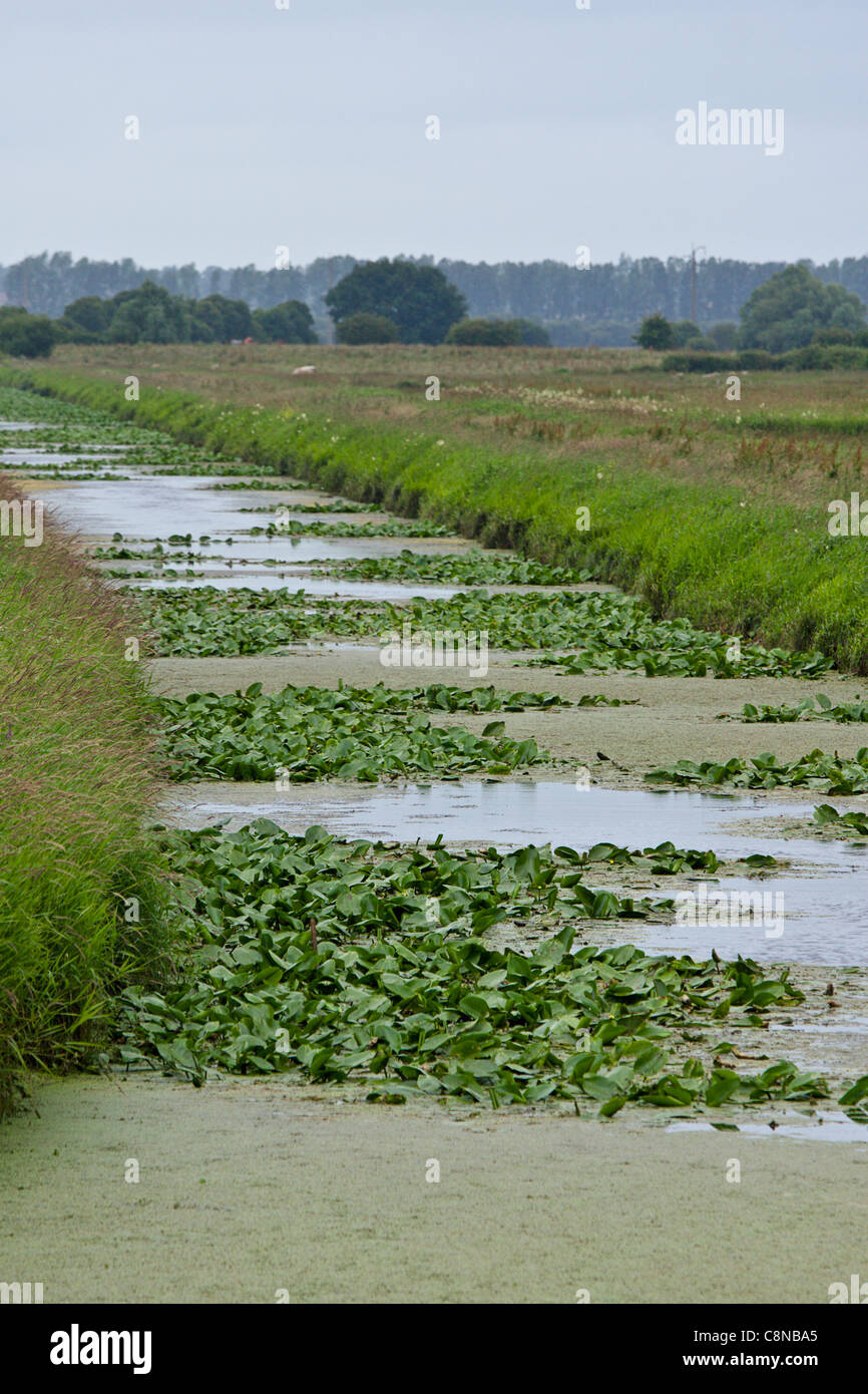 Marshes one hi-res stock photography and images - Alamy