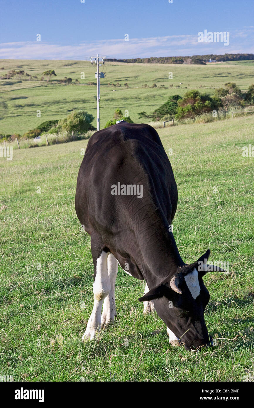 Port campbell australia grazing cattle hi-res stock photography and ...