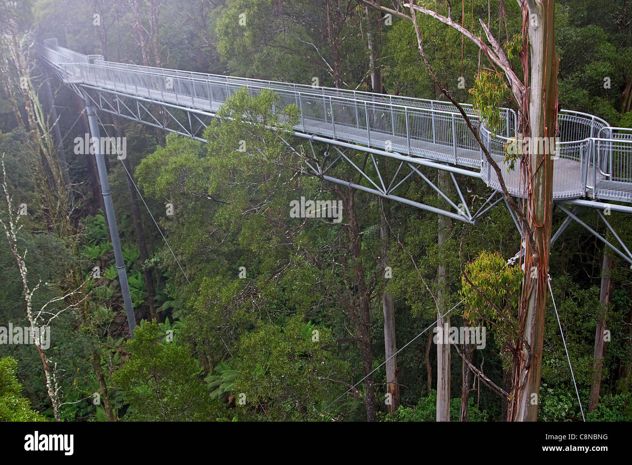 Elevated walkway through forest hi-res stock photography and images - Alamy