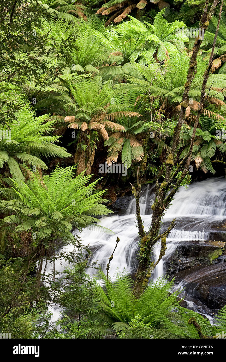 Australia, Victoria, Otway Ranges, Triplet Falls, Cascades surrounded ...