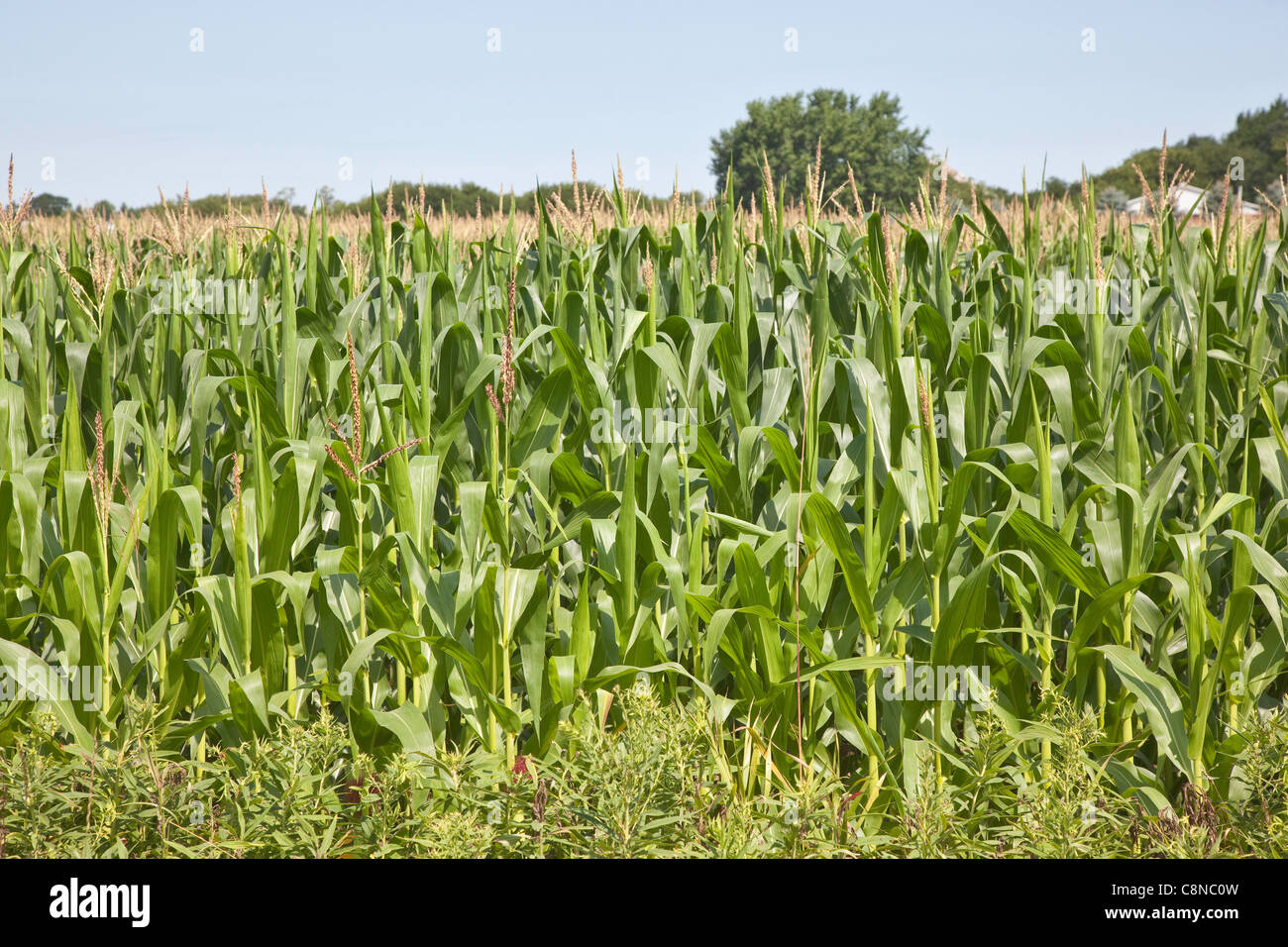 Agricultural vegetable farming at reclaimed land at Holland March near ...