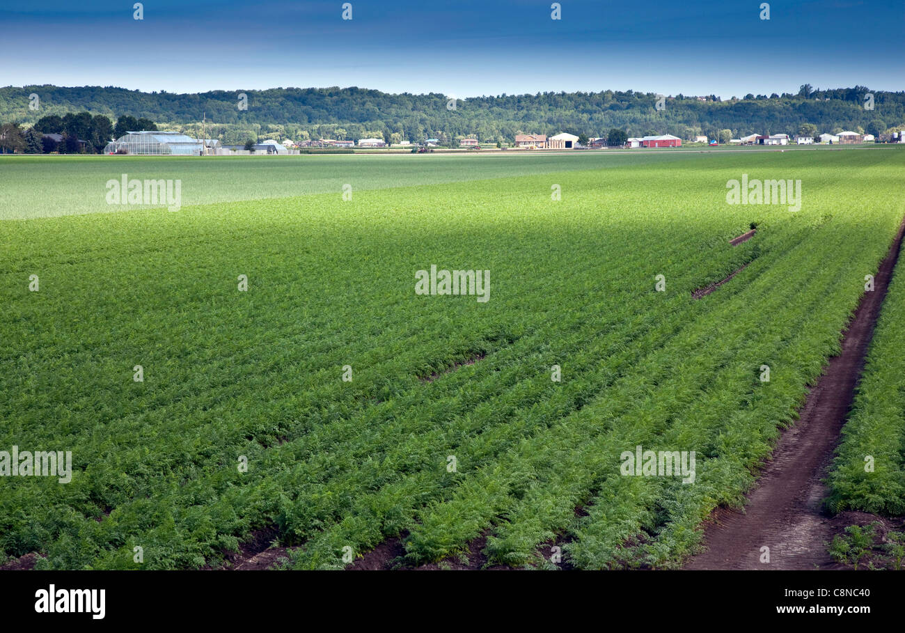 Agricultural vegetable farming at reclaimed land at Holland March near ...