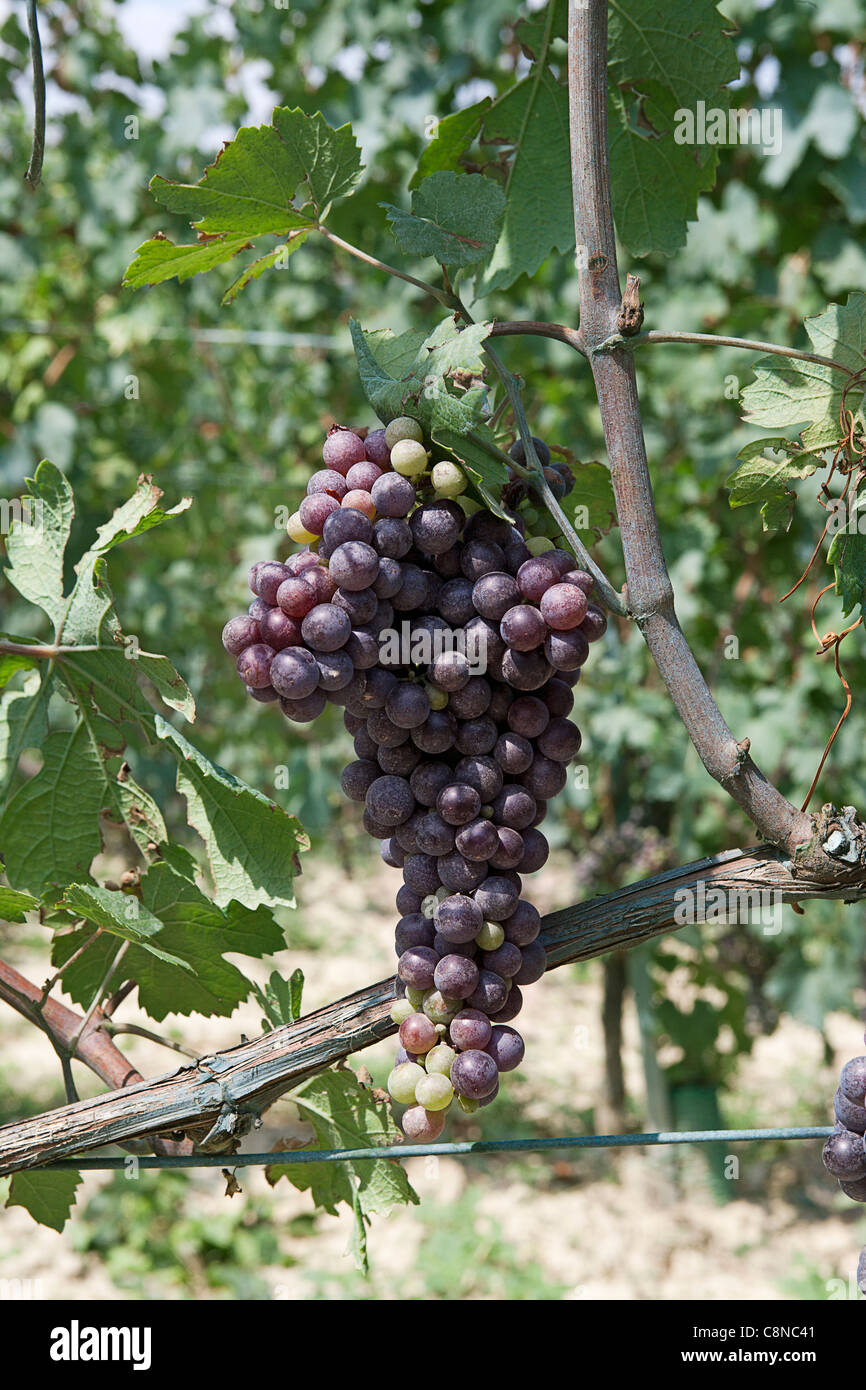 Barolo wine hi-res stock photography and images - Alamy