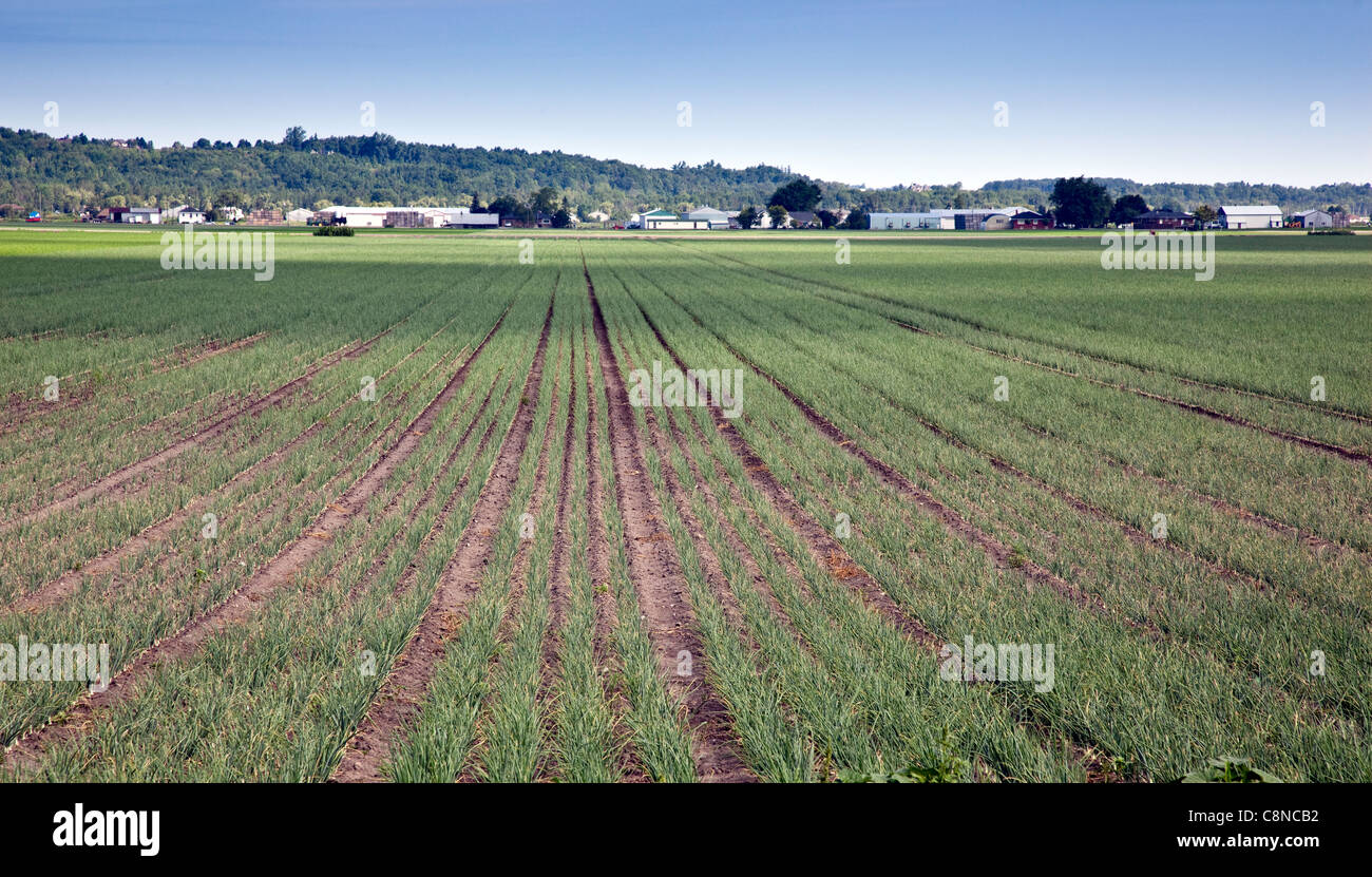 Agricultural vegetable farming at reclaimed land at Holland March near ...
