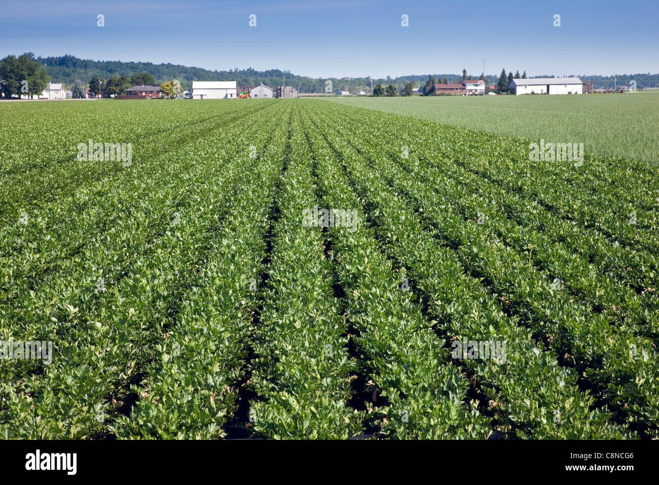 Agricultural vegetable farming at reclaimed land at Holland March near ...