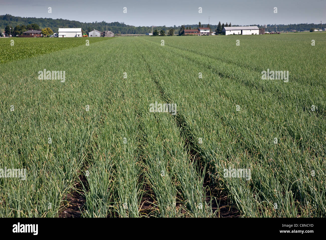 Agricultural vegetable farming at reclaimed land at Holland March near ...