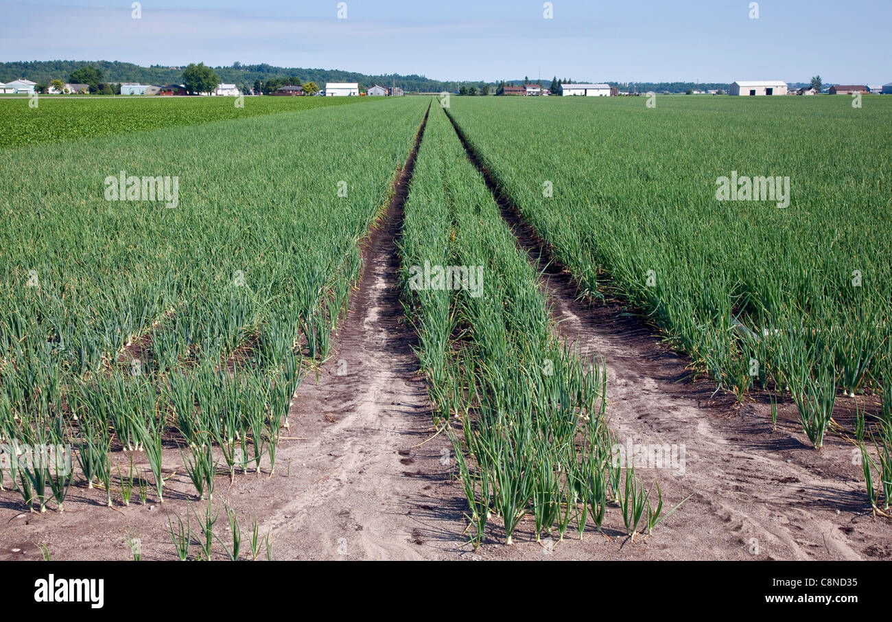 Agricultural vegetable farming at reclaimed land at Holland March near ...
