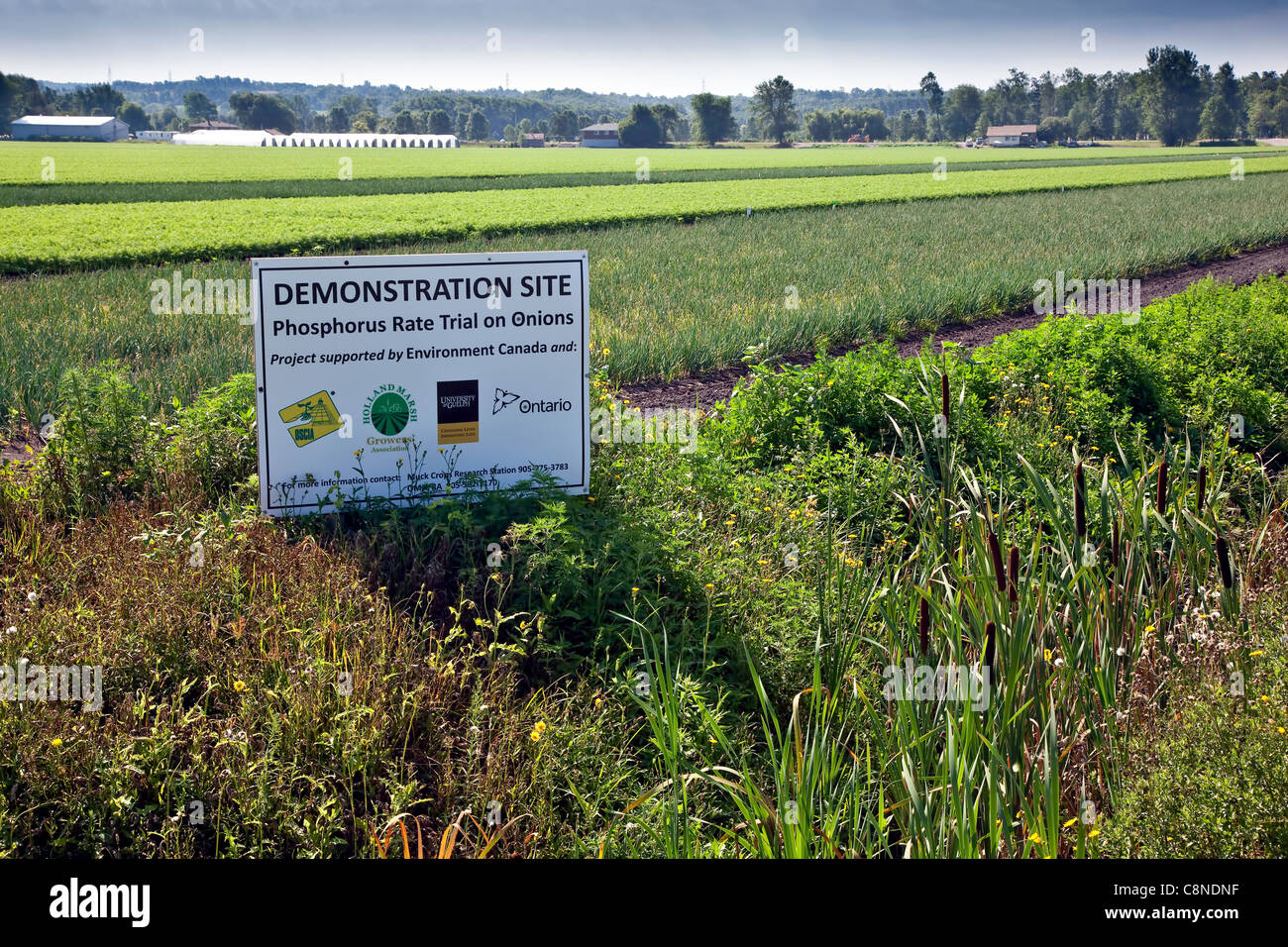 Agricultural vegetable farming at reclaimed land at Holland March near ...