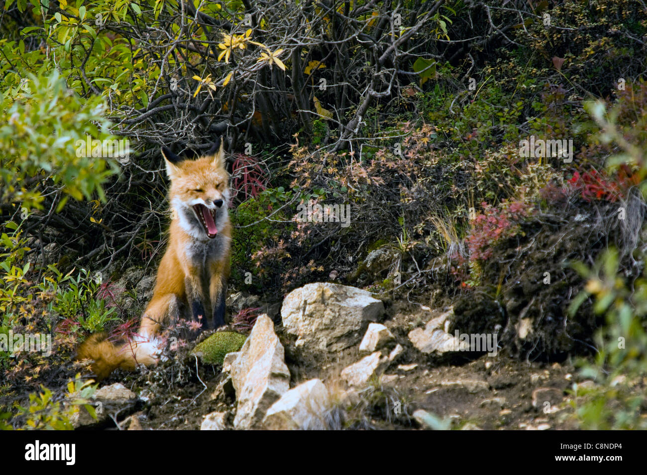 A yawning red fox at Denali National Park Alaska USA Stock Photo - Alamy