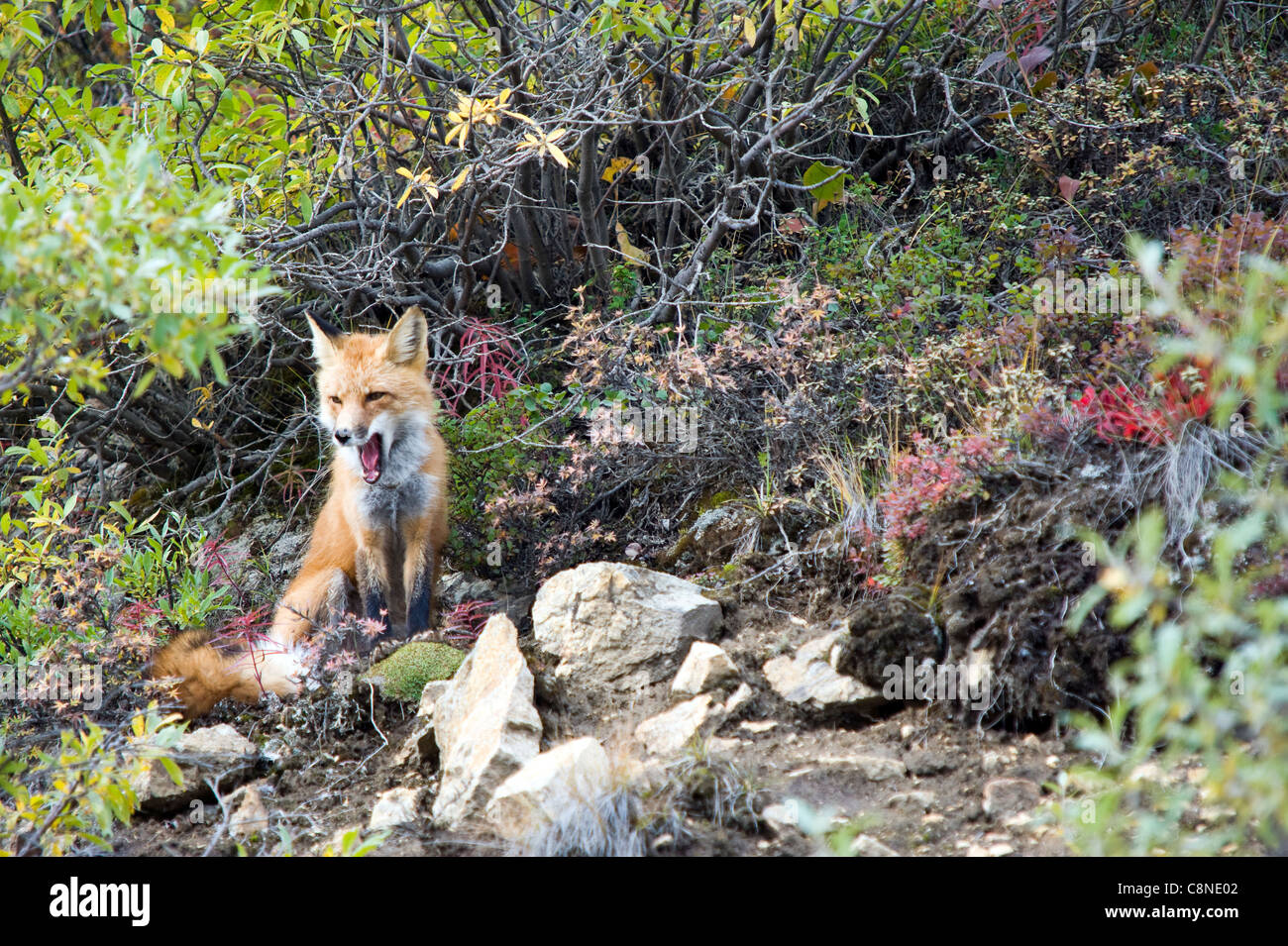 A yawning red fox at Denali National Park Alaska USA Stock Photo - Alamy