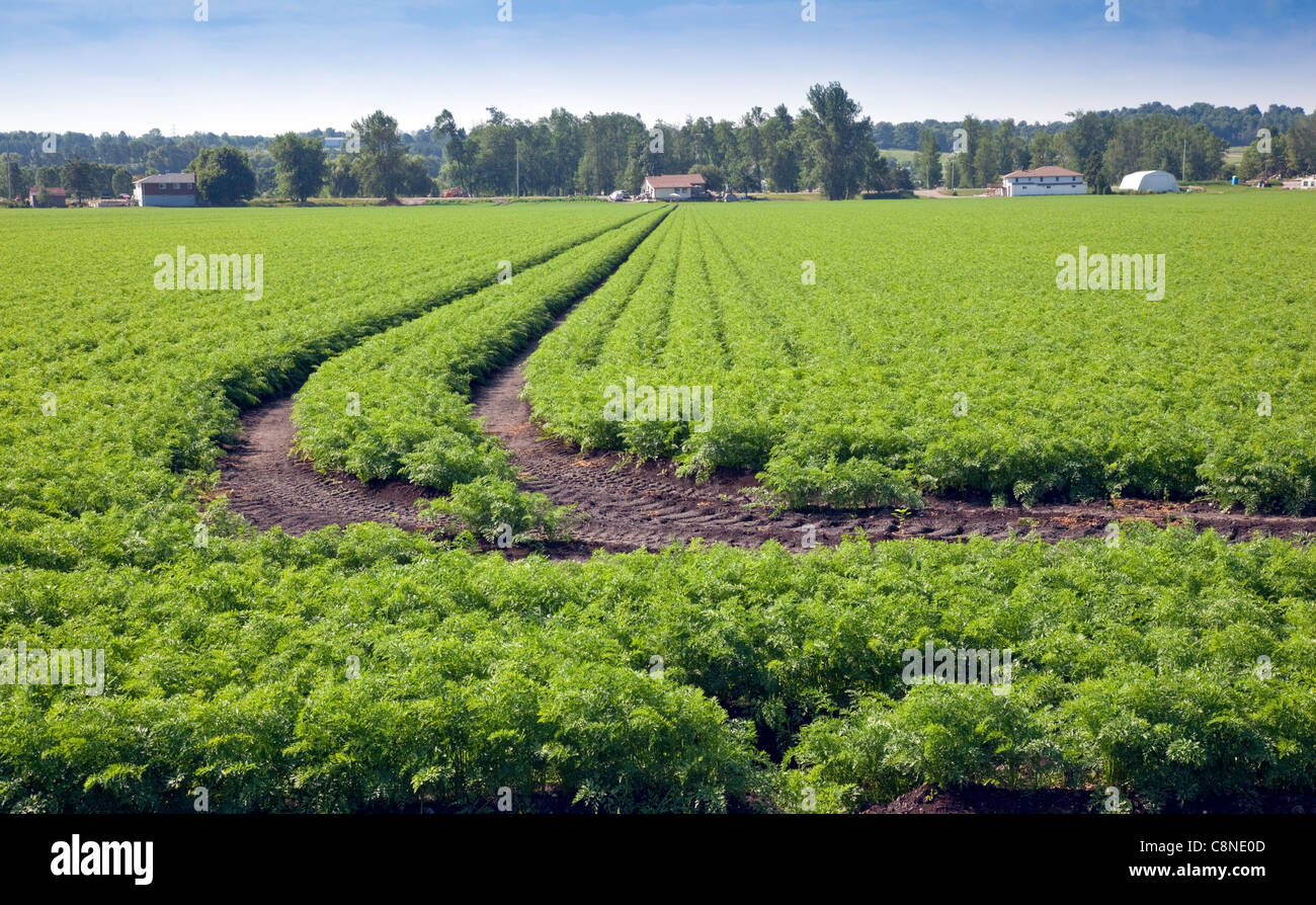 Agricultural vegetable farming at reclaimed land at Holland March near ...