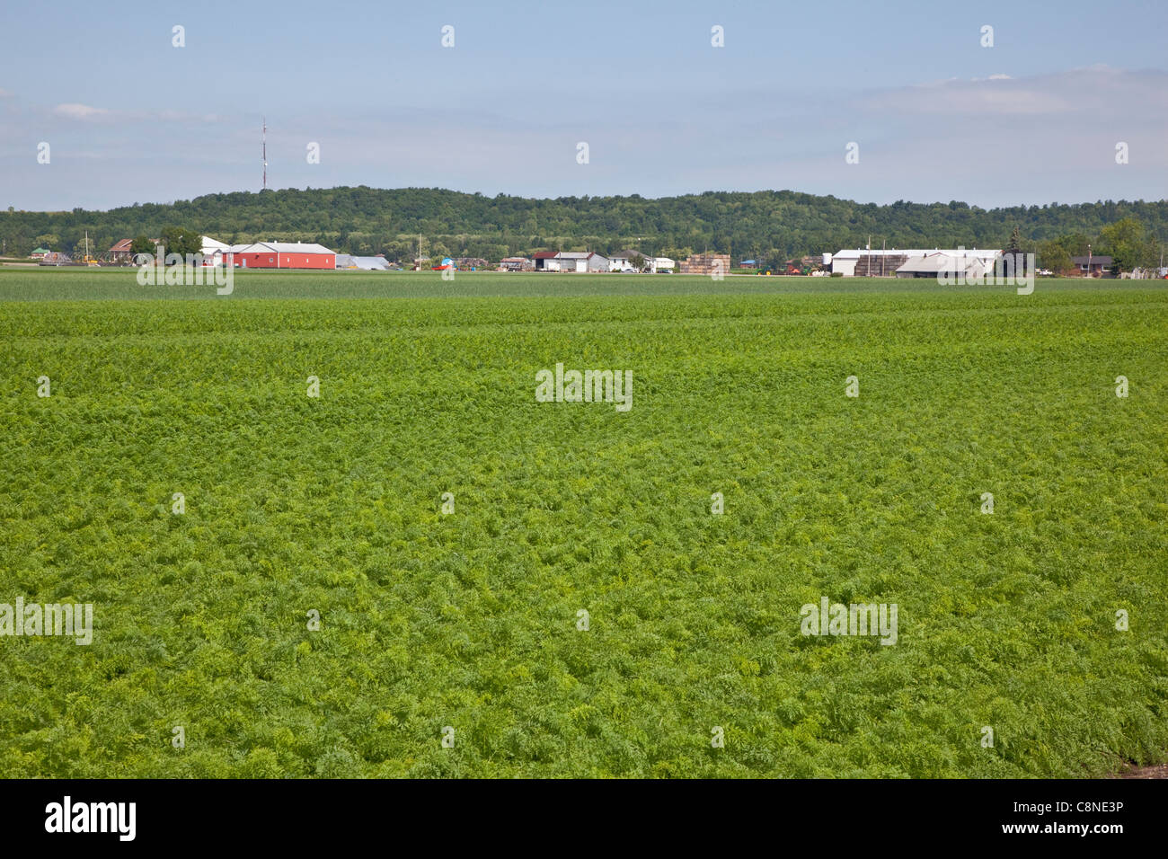 Agricultural vegetable farming at reclaimed land at Holland March near ...