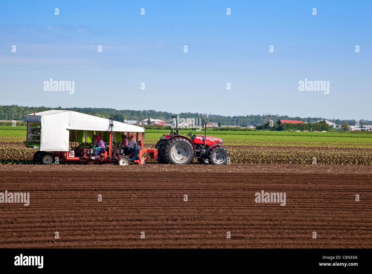 Agricultural vegetable farming at reclaimed land at Holland March near ...
