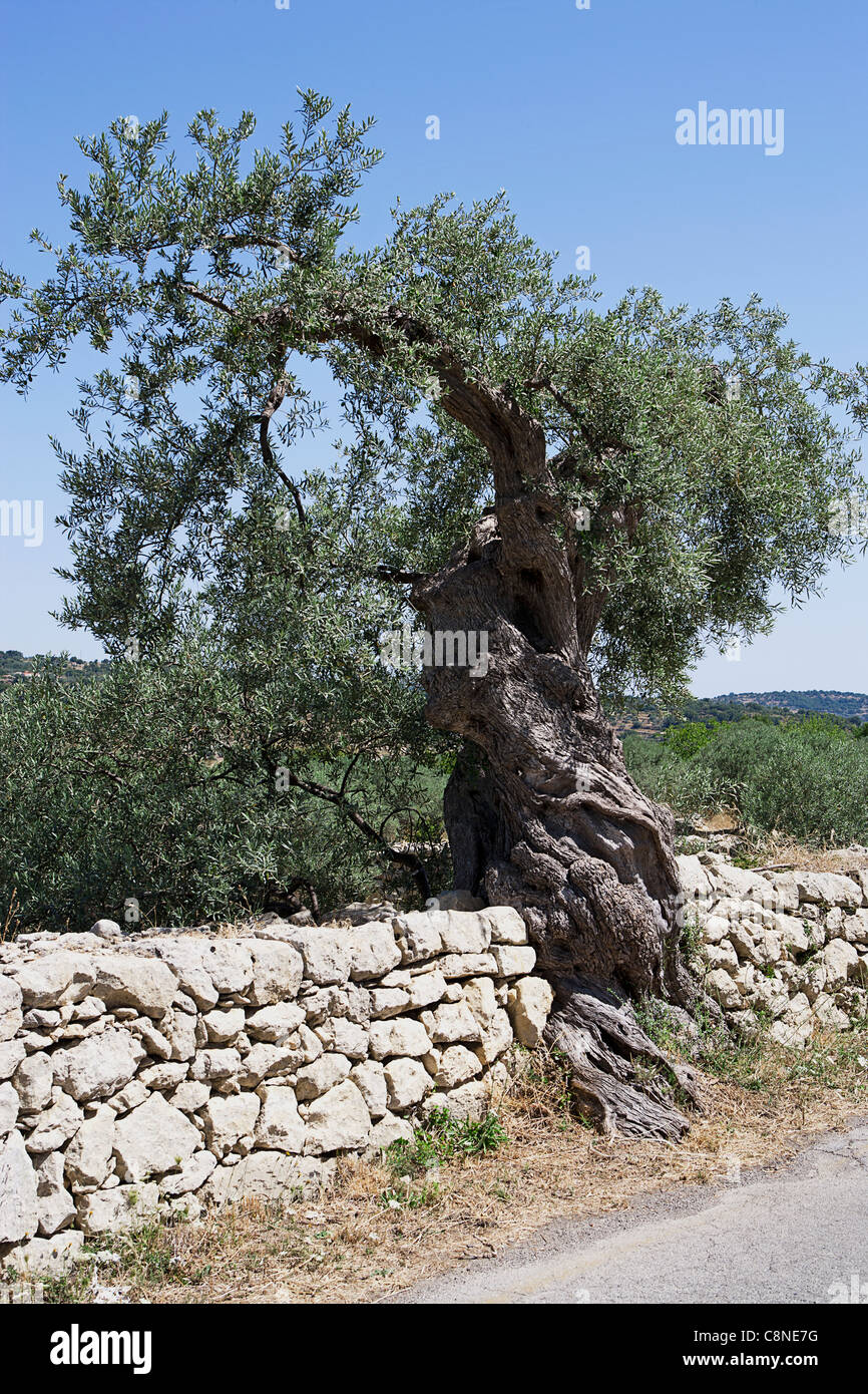 Sicily olive tree hi-res stock photography and images - Alamy