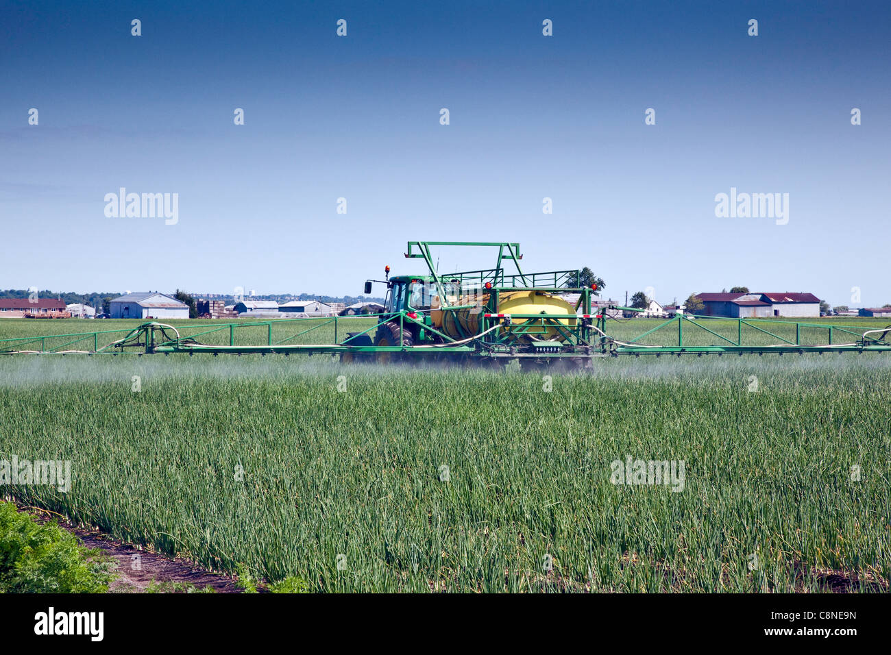 Agricultural vegetable farming at reclaimed land at Holland March near ...