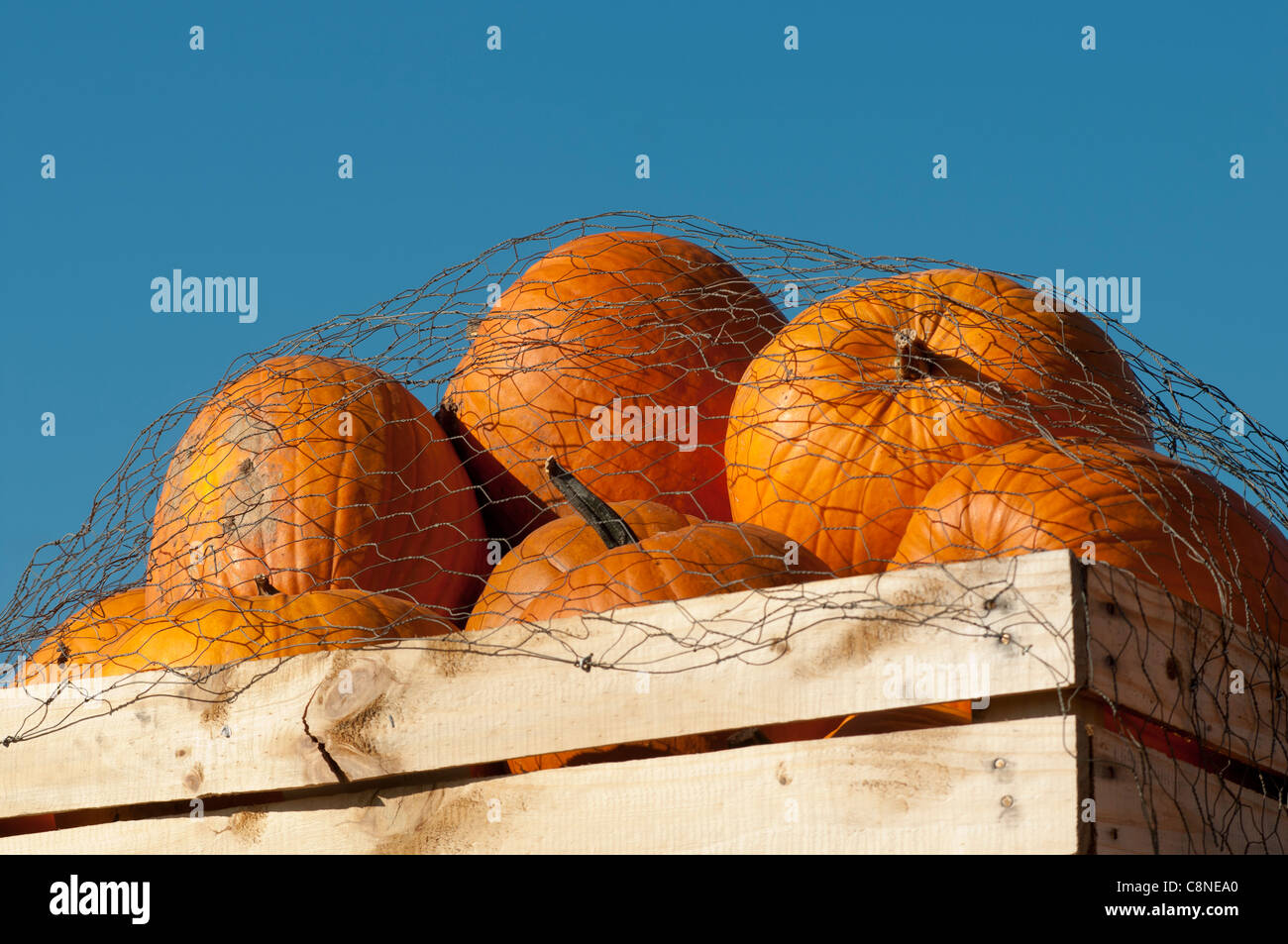 Crate of pumpkins with wire mesh on Stock Photo - Alamy