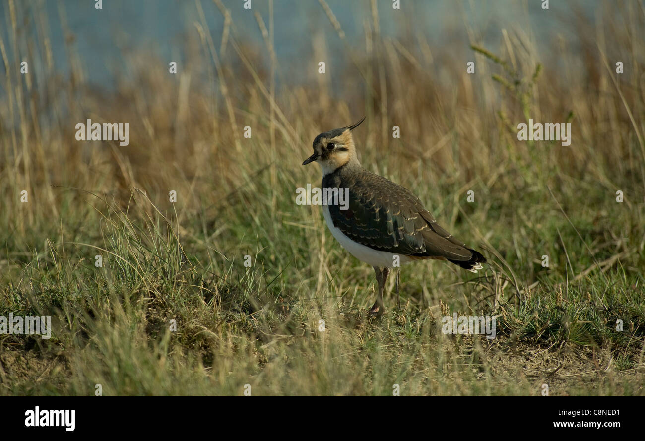 Lapwing in winter hi-res stock photography and images - Alamy