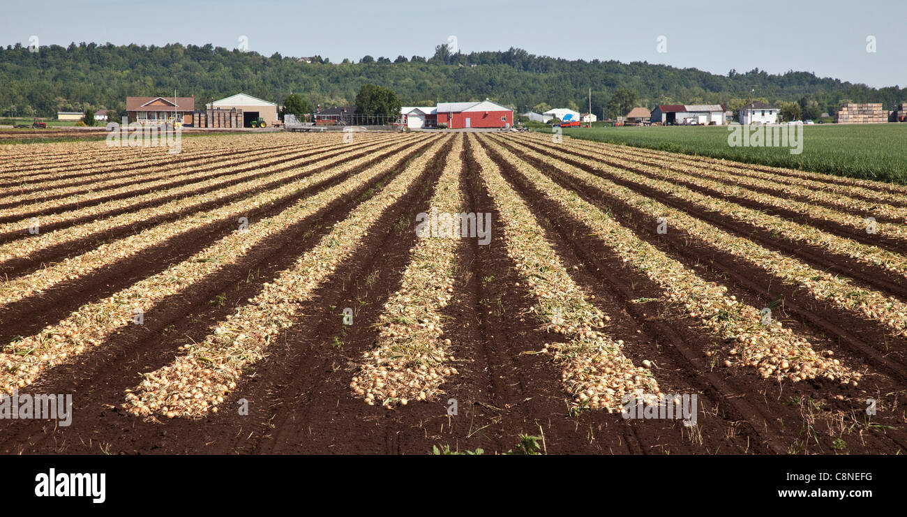Agricultural vegetable farming at reclaimed land at Holland March near ...