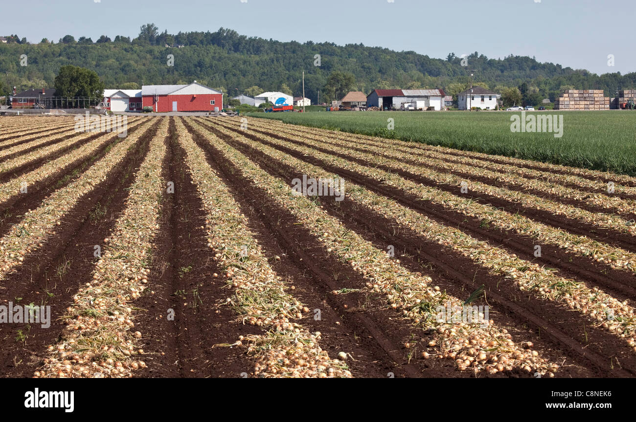 Agricultural vegetable farming at reclaimed land at Holland March near ...