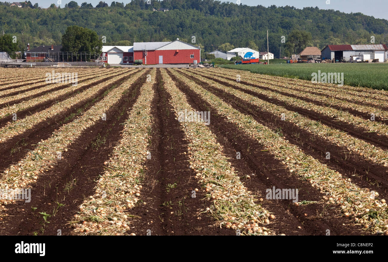 Agricultural vegetable farming at reclaimed land at Holland March near ...