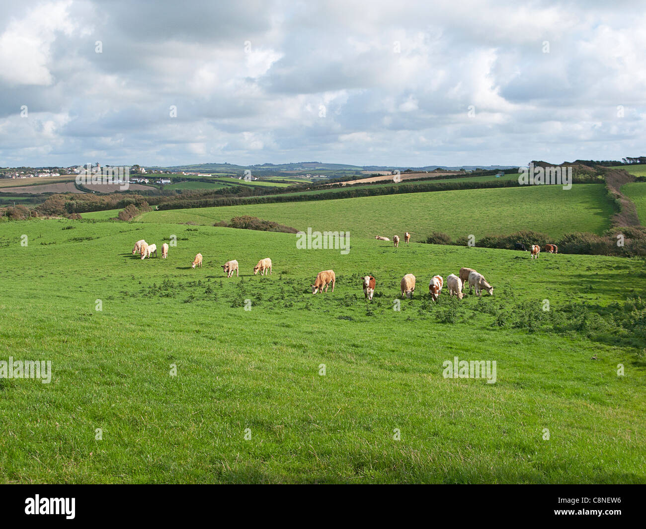 Cattle grazing pasture hi-res stock photography and images - Alamy