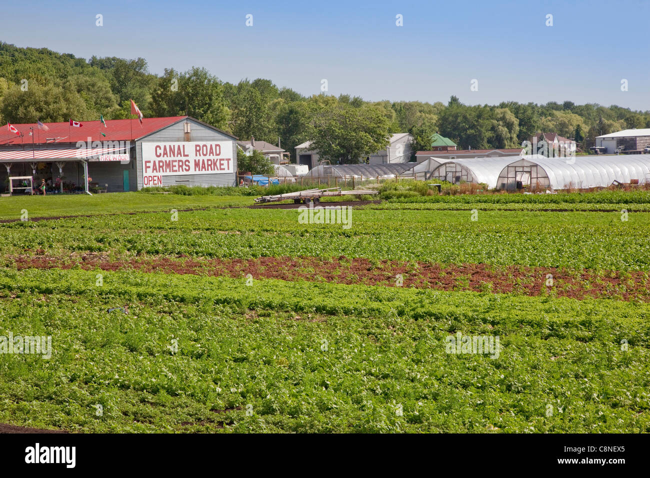 Agricultural vegetable farming at reclaimed land at Holland March near ...