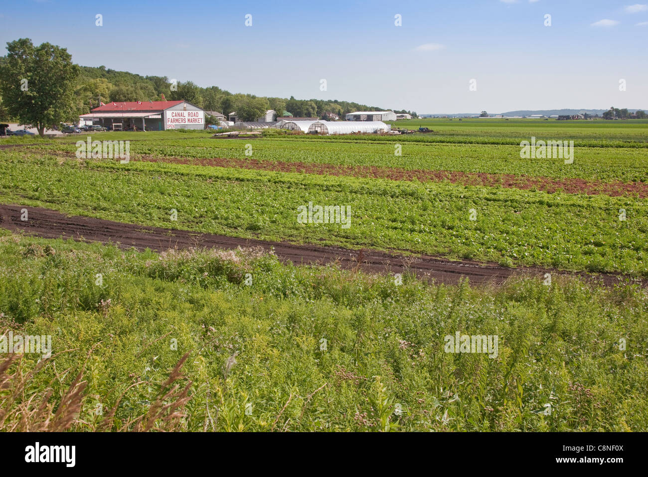 Agricultural vegetable farming at reclaimed land at Holland March near ...