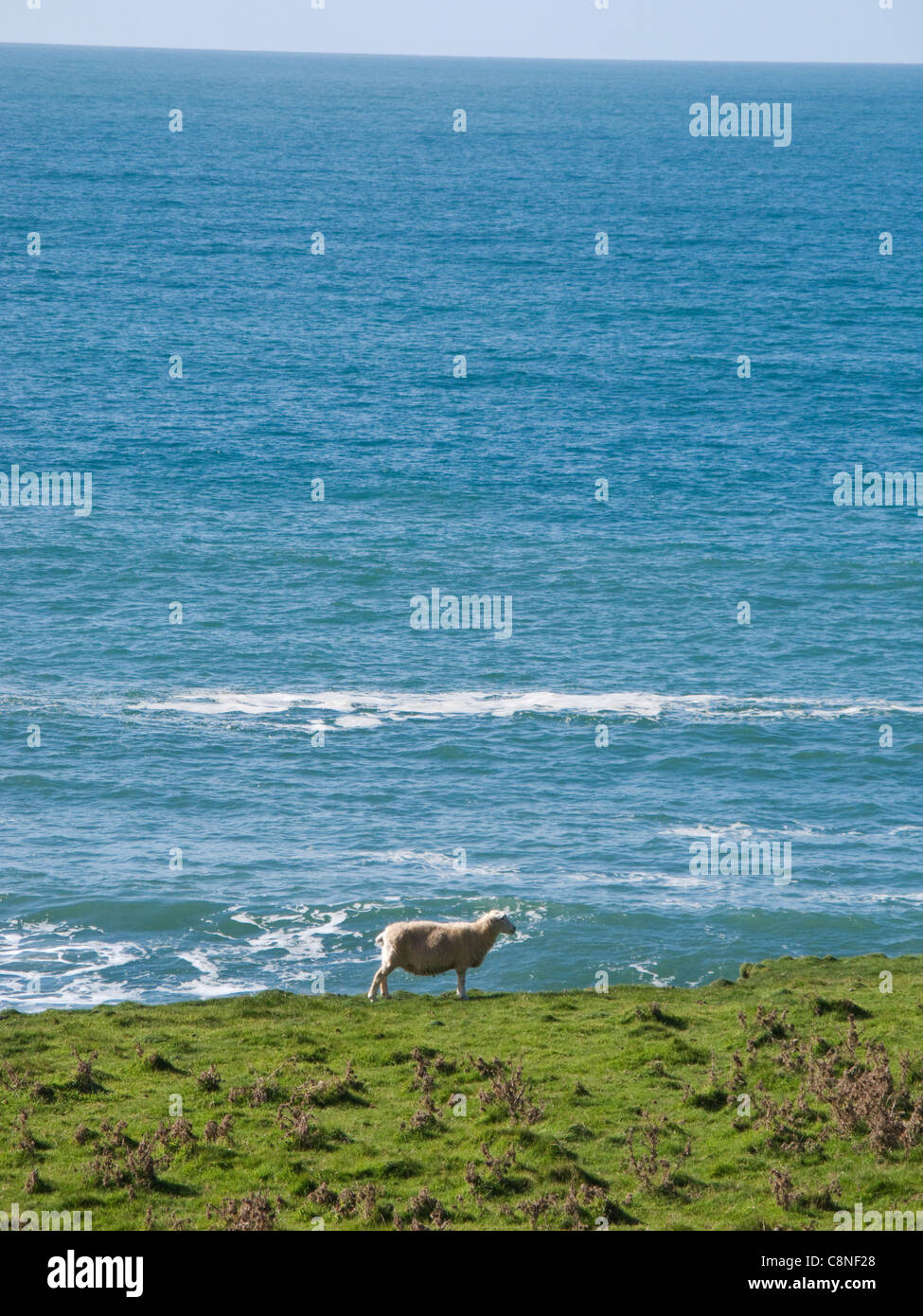 Sheep on edge cliff hi-res stock photography and images - Alamy