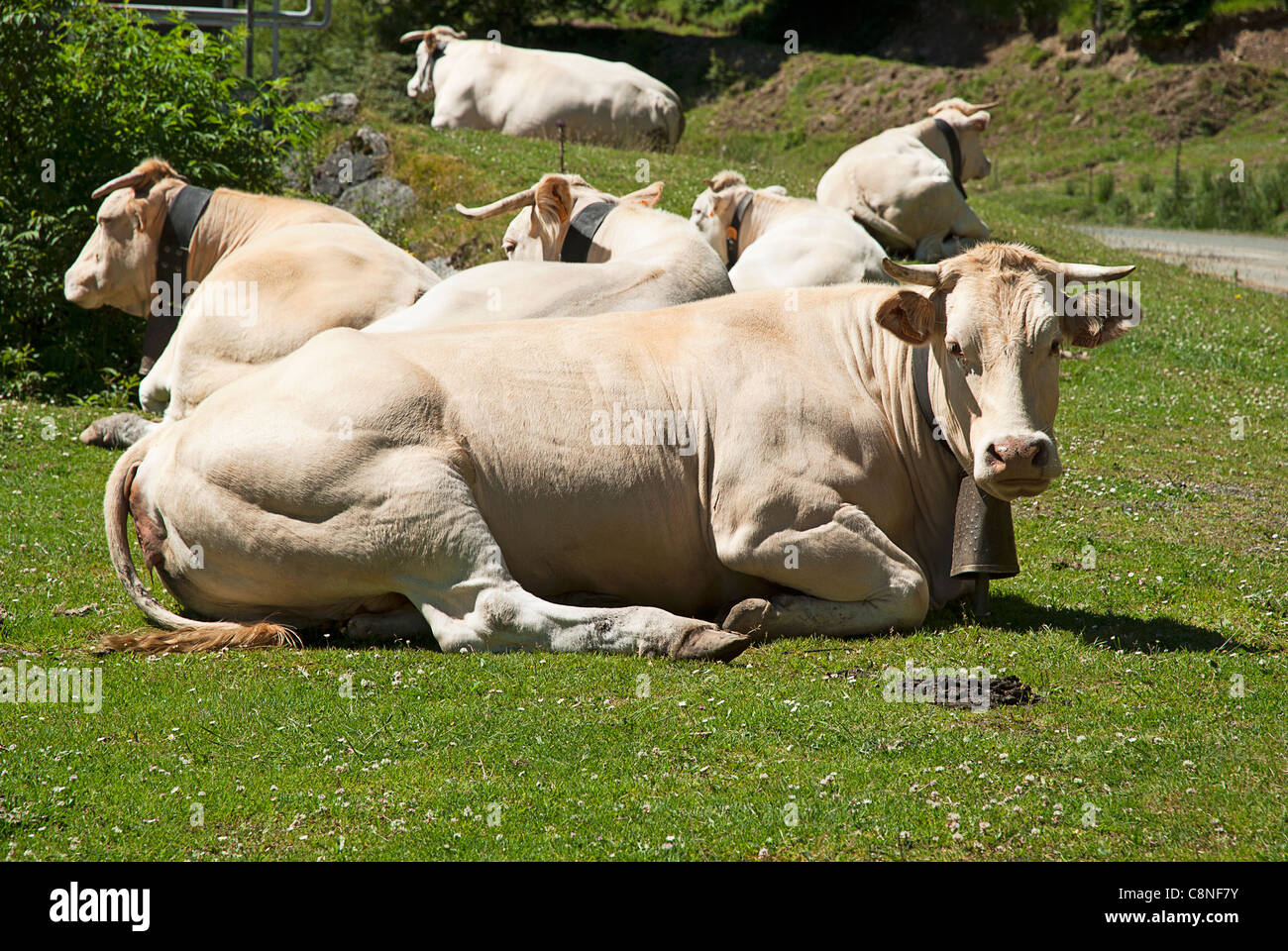 France, Pyrenees, Basque Country, cows in field Stock Photo - Alamy