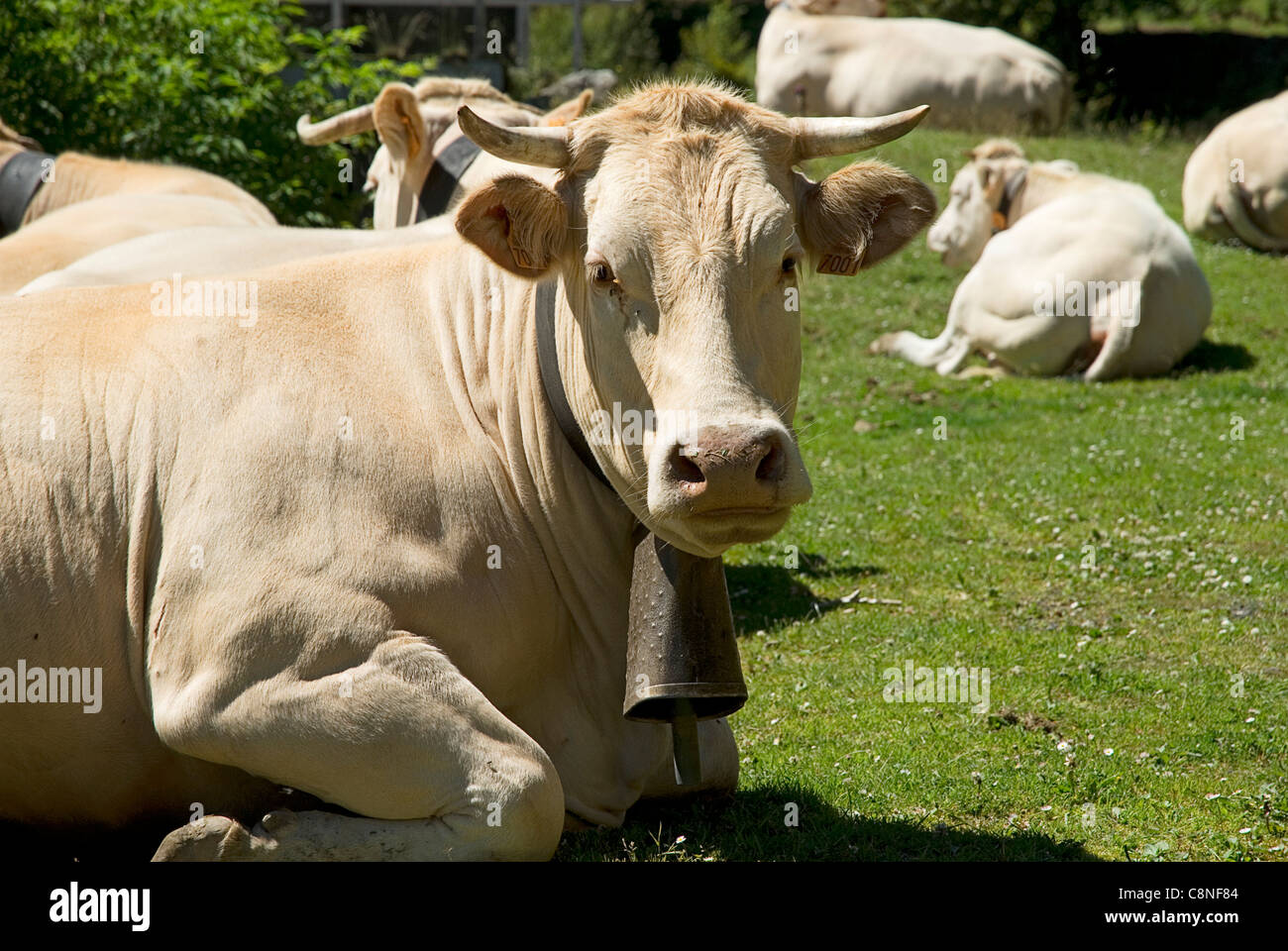 France, Pyrenees, Basque Country, cows in field Stock Photo - Alamy