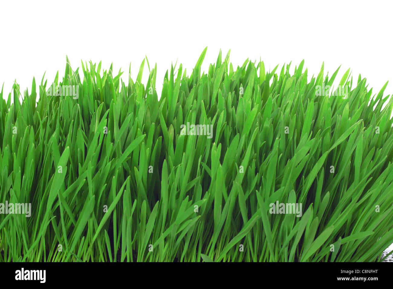 grass isolated photo on the white background Stock Photo - Alamy