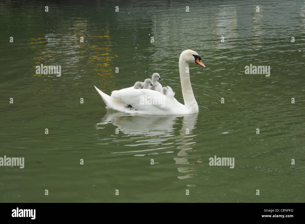 Back of swan hi-res stock photography and images - Alamy