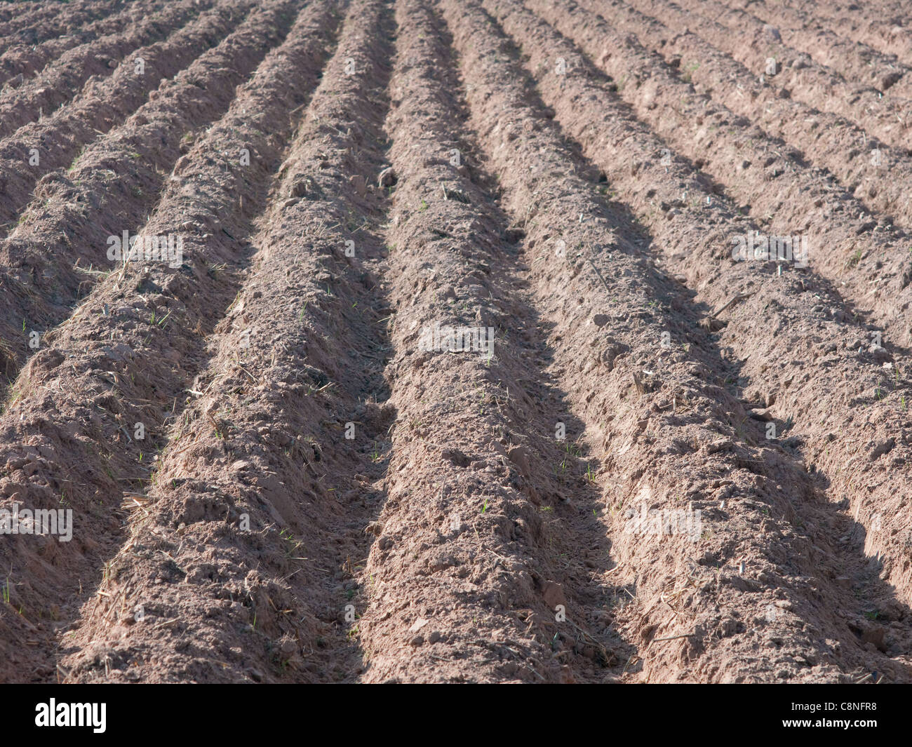 Furrows in the dry, reddish soil typical for Northeastern Thailand ...