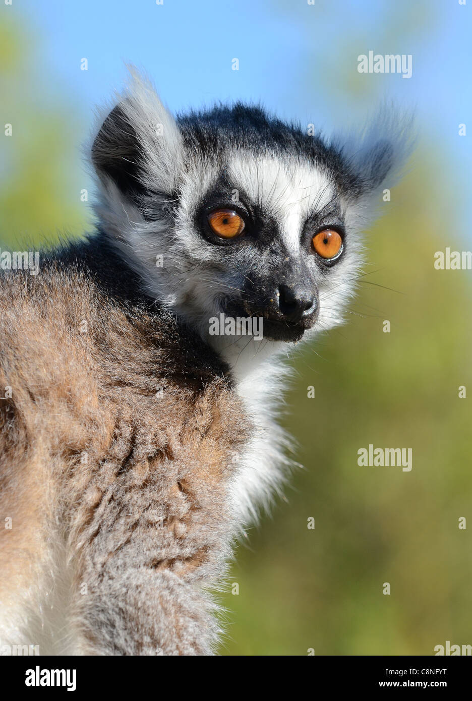 Ring Tailed lemua Portrait Stock Photo - Alamy