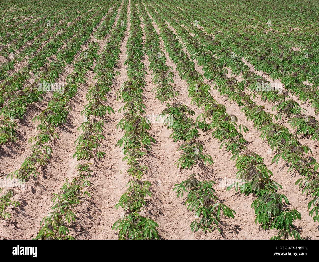 Agriculture field of tapioca hi-res stock photography and images - Alamy