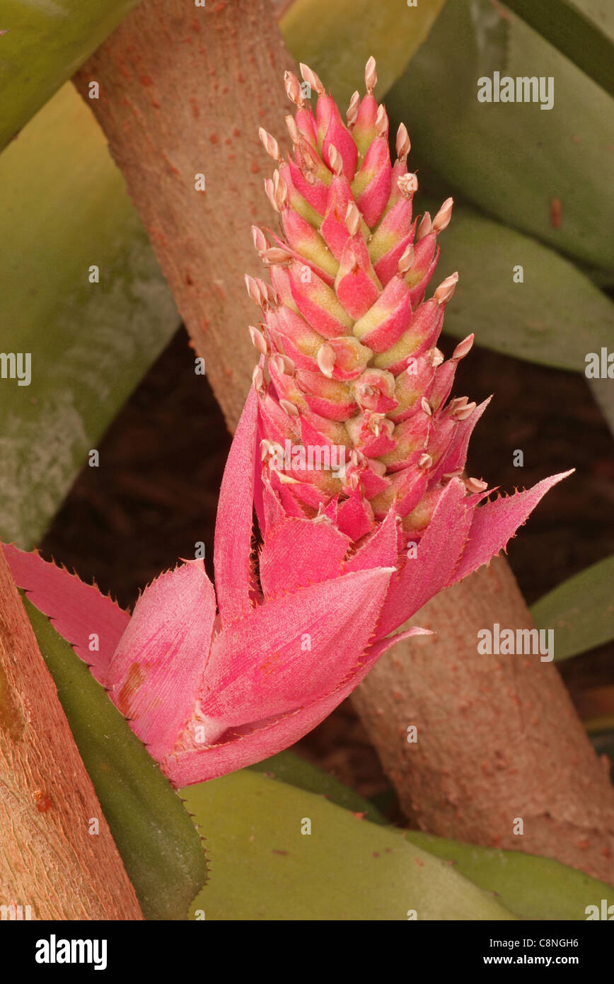 Rose pink tropical bromeliad flower seeking the light in the garden ...