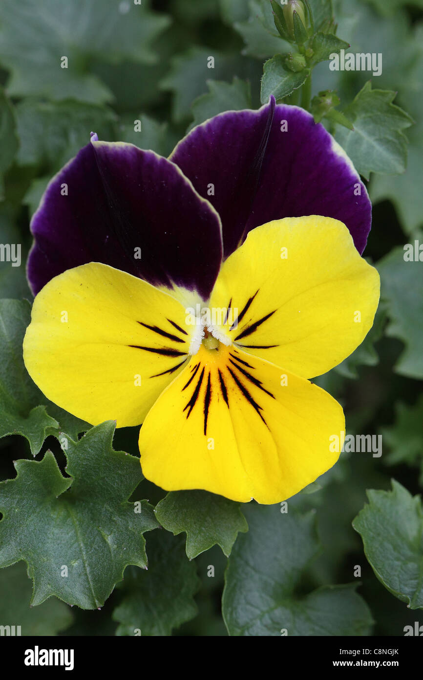Viola flower hi-res stock photography and images - Alamy